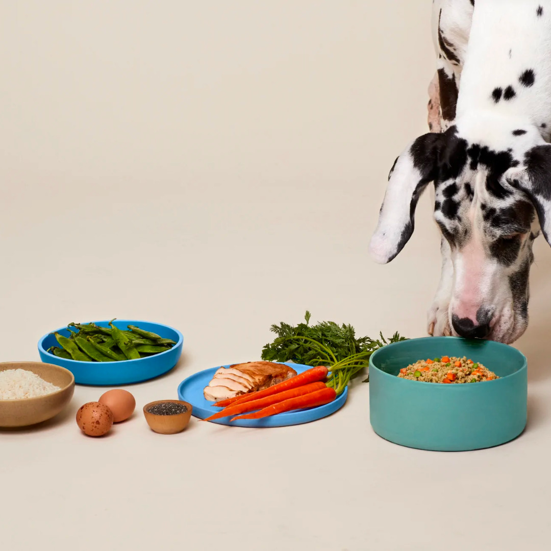 As a Four-Legged Food Snob, Ollie's Fresh Meals Are the Only Food I'll ...