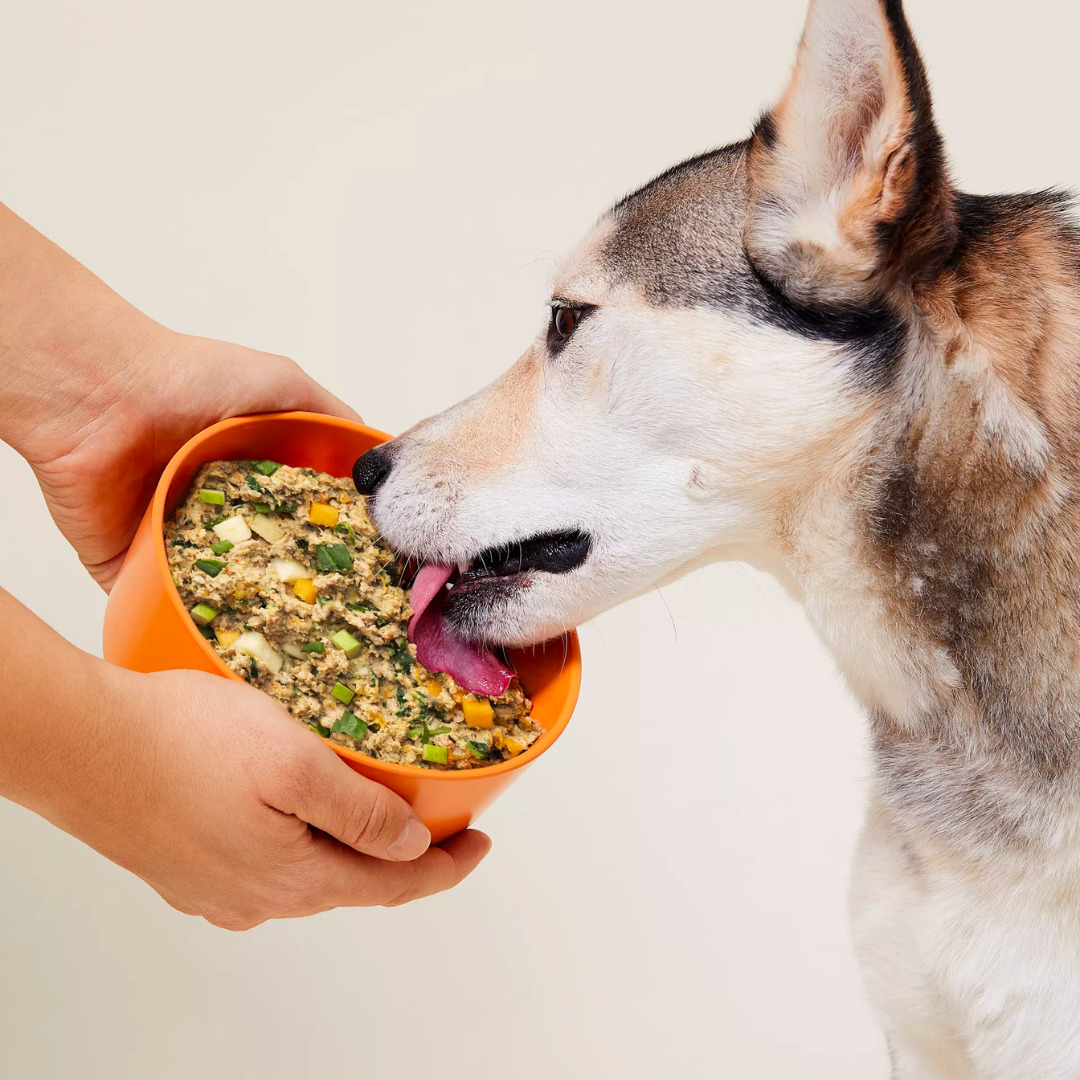 Obesity Is Your Dog’s Number One Health Threat, but This Fresh Food ...