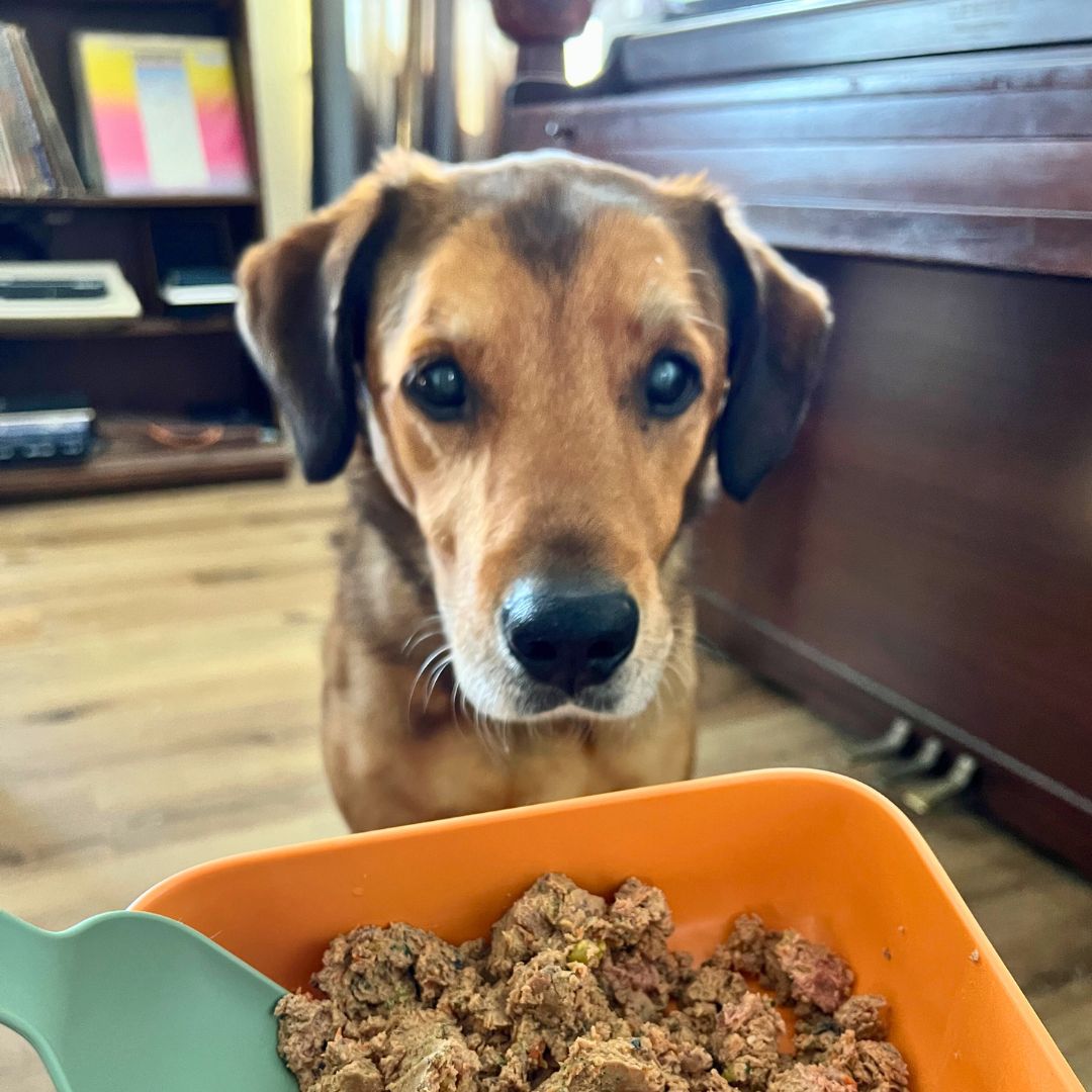 My Dog *Hated* My Boyfriend… Turns Out, He Just Hated His Food (Until ...