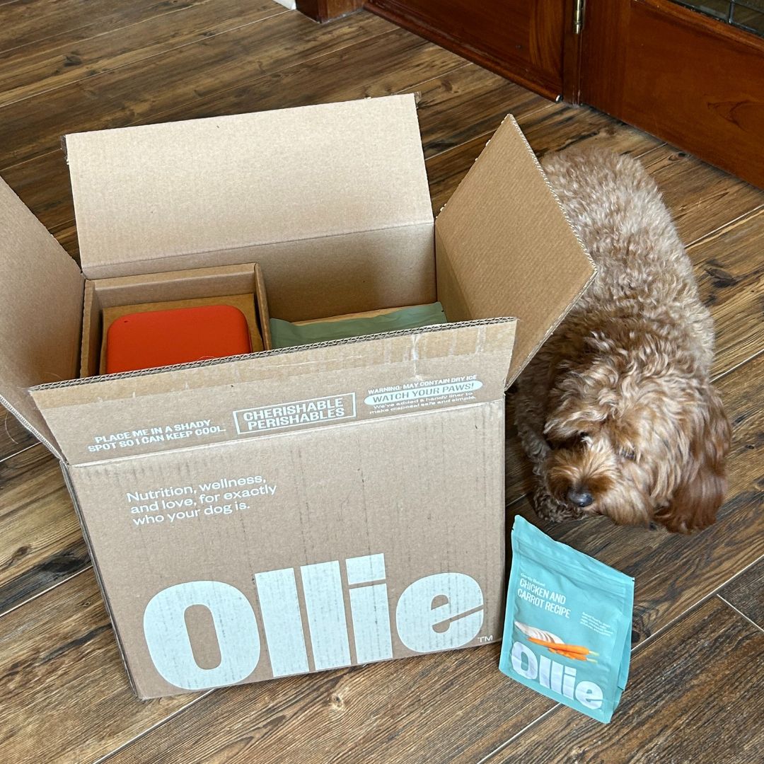 Pet Food Industry Darling, Ollie, Is Racking Up Accolades Commensurate ...